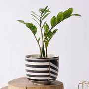 Modern Home Decor Online| Nicobar